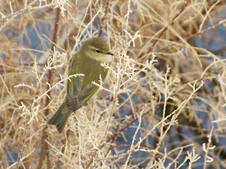 Common Chiffchaff - eBird