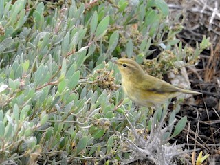Common Chiffchaff - eBird