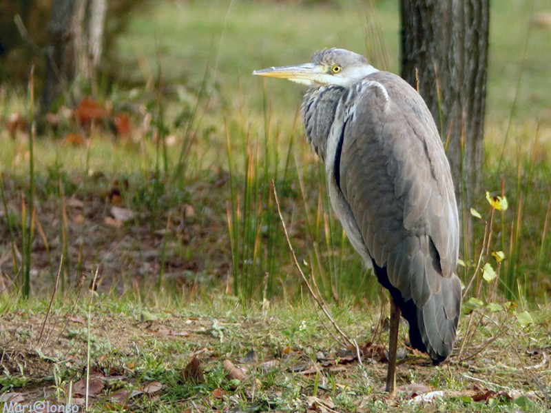 Gray Heron - eBird