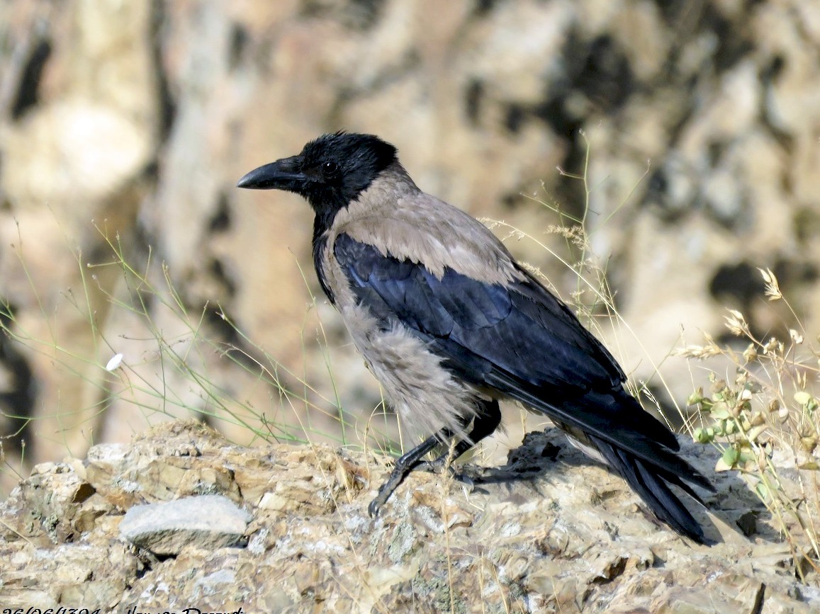 Hooded Crow - eBird