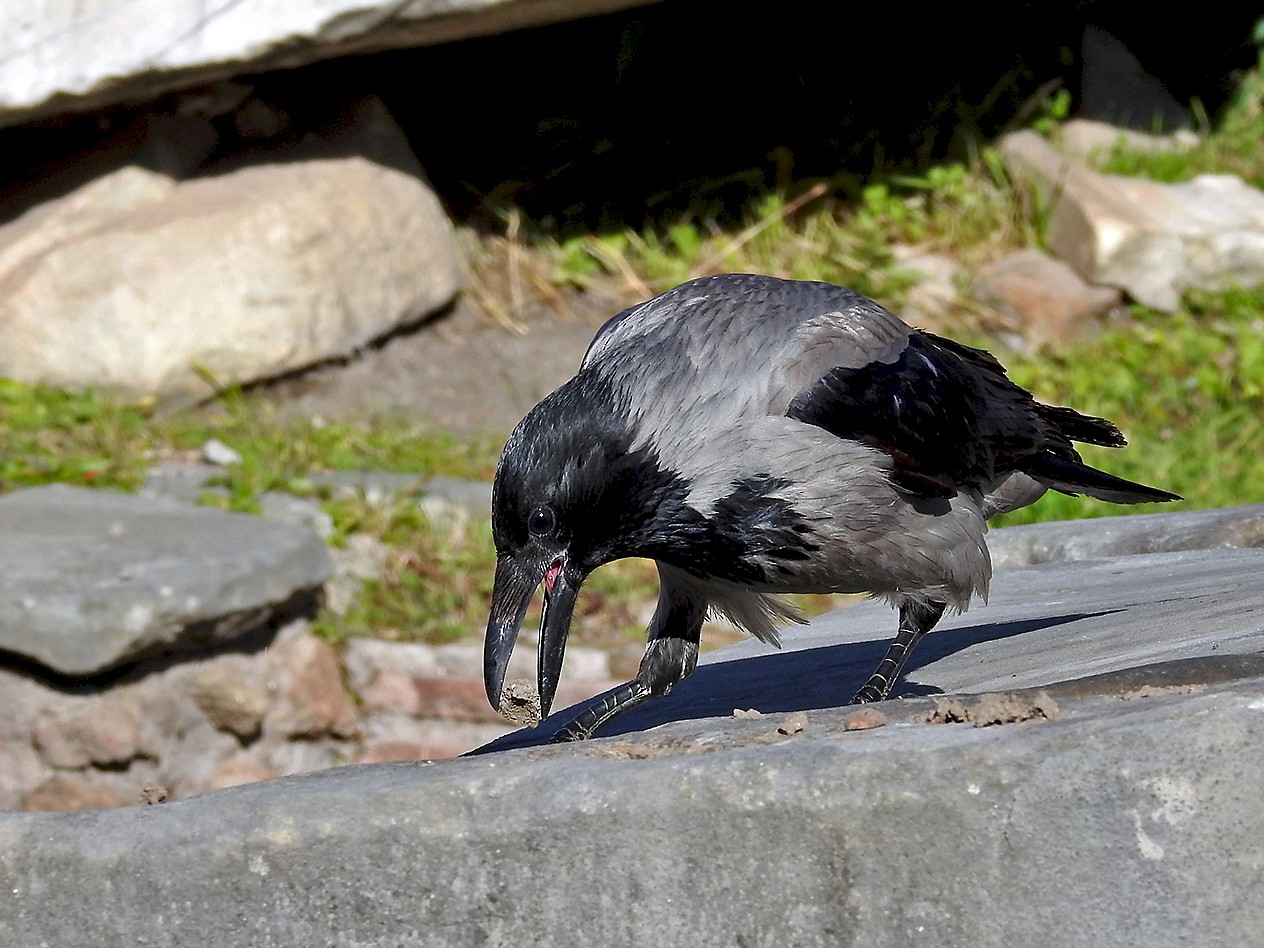 Hooded Crow - eBird