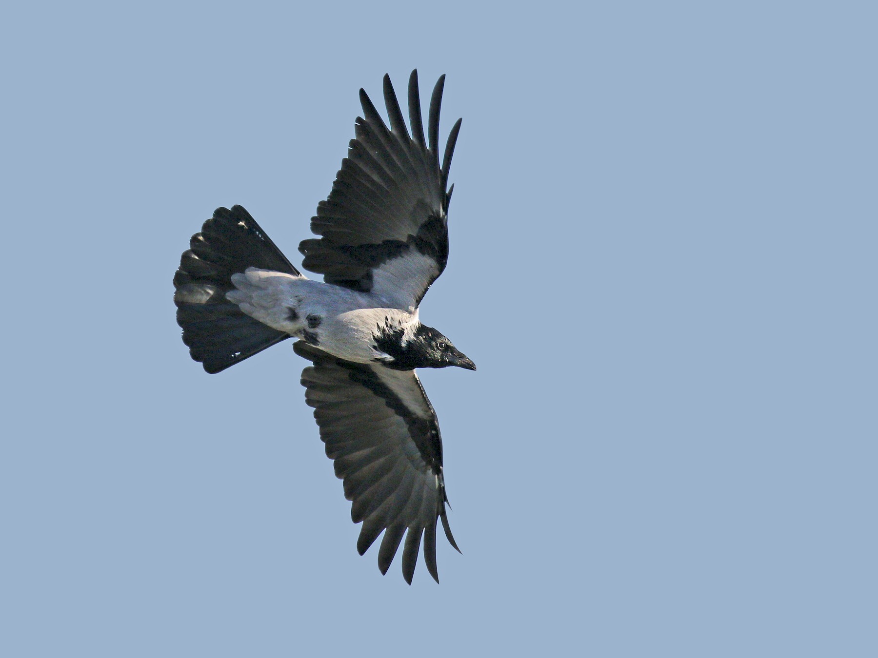 Hooded Crow - eBird