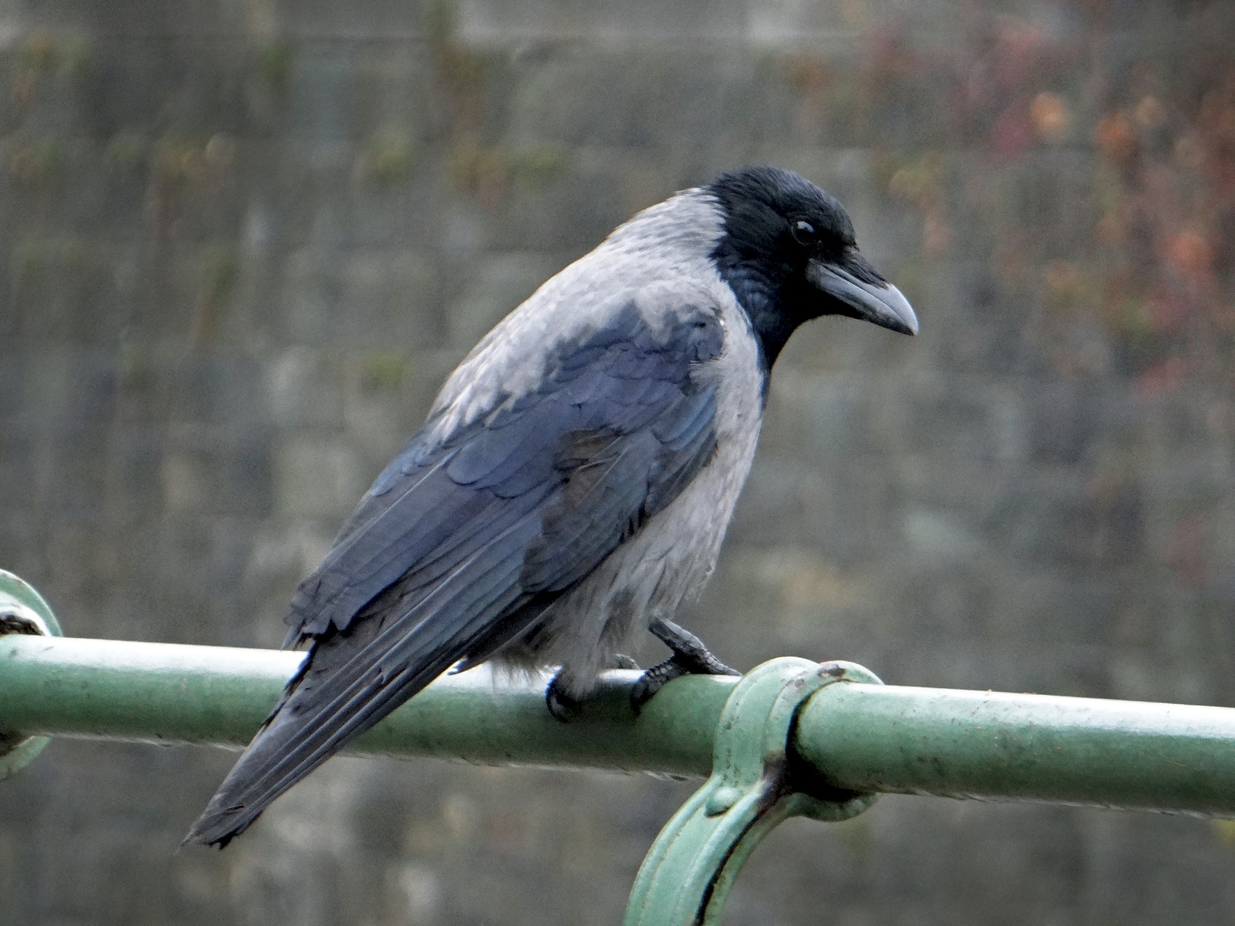 Hooded Crow - eBird