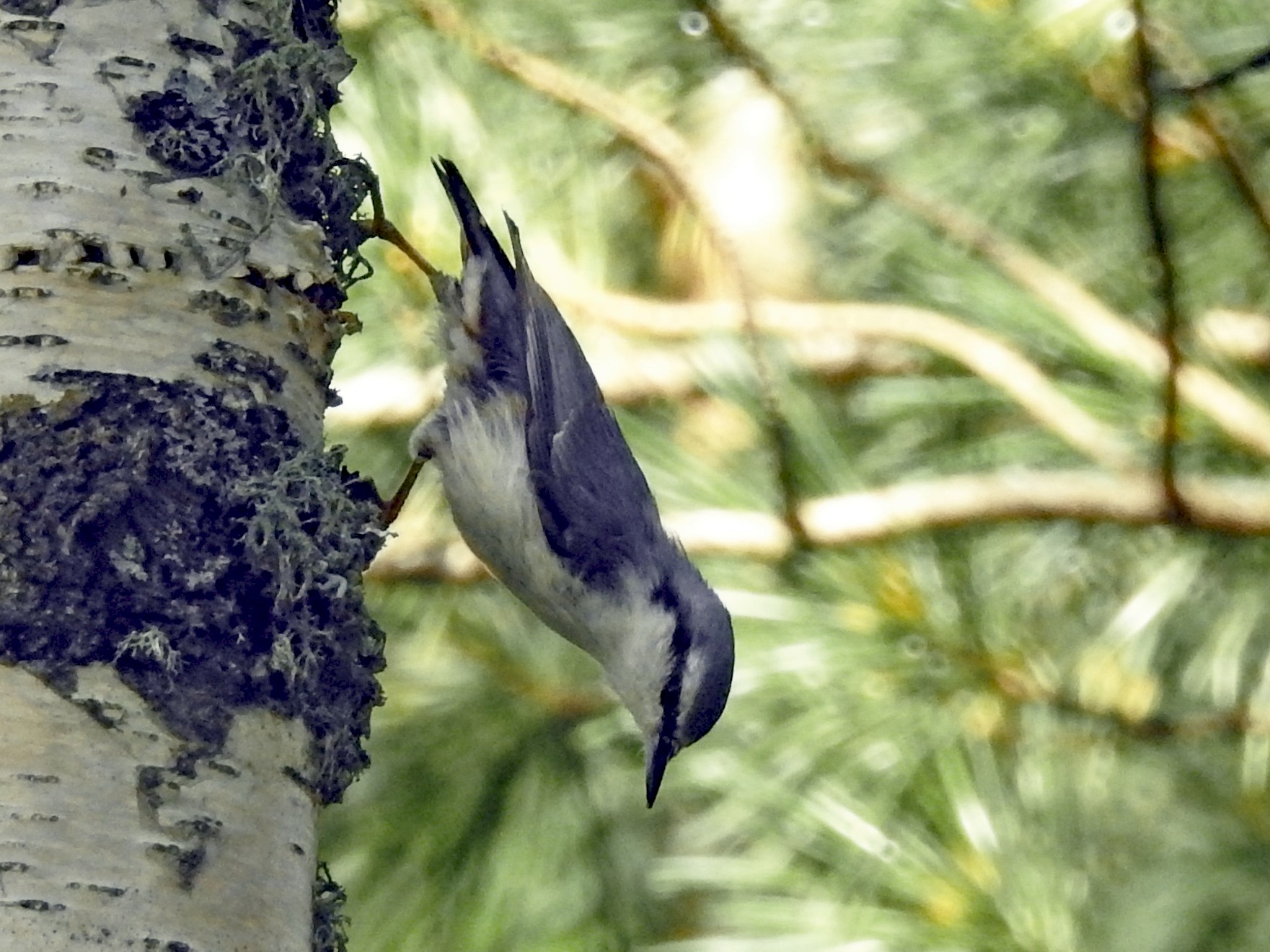 Eurasian Nuthatch - eBird