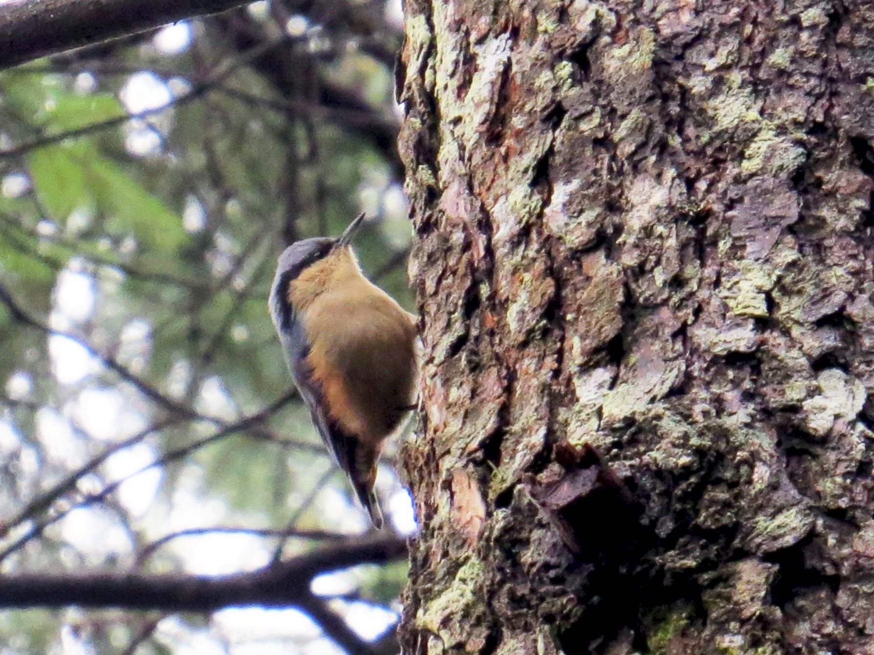 Eurasian Nuthatch - eBird