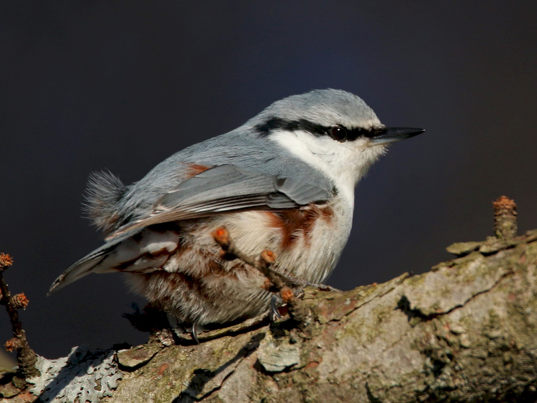 Eurasian Nuthatch - eBird