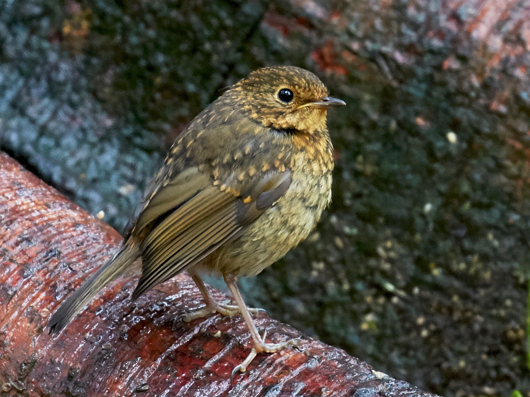 European Robin - eBird