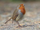 European Robin - Range map: Non-breeding - eBird Status and Trends