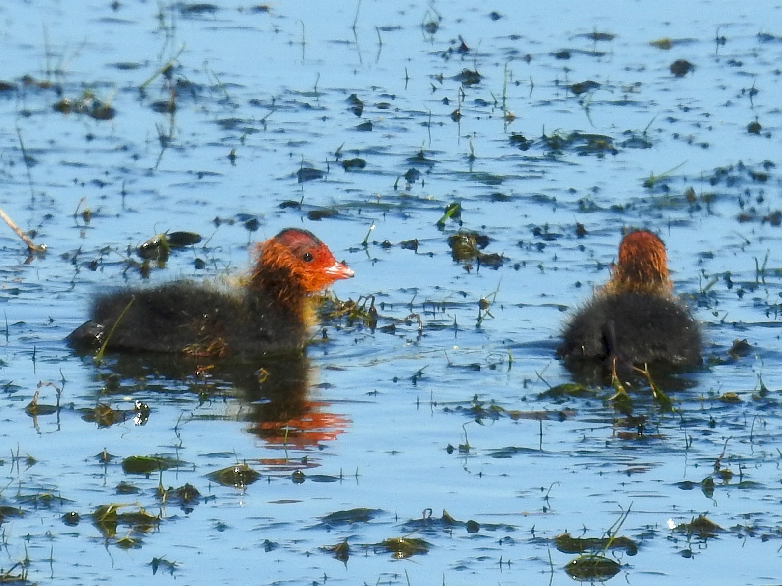Eurasian Coot - eBird