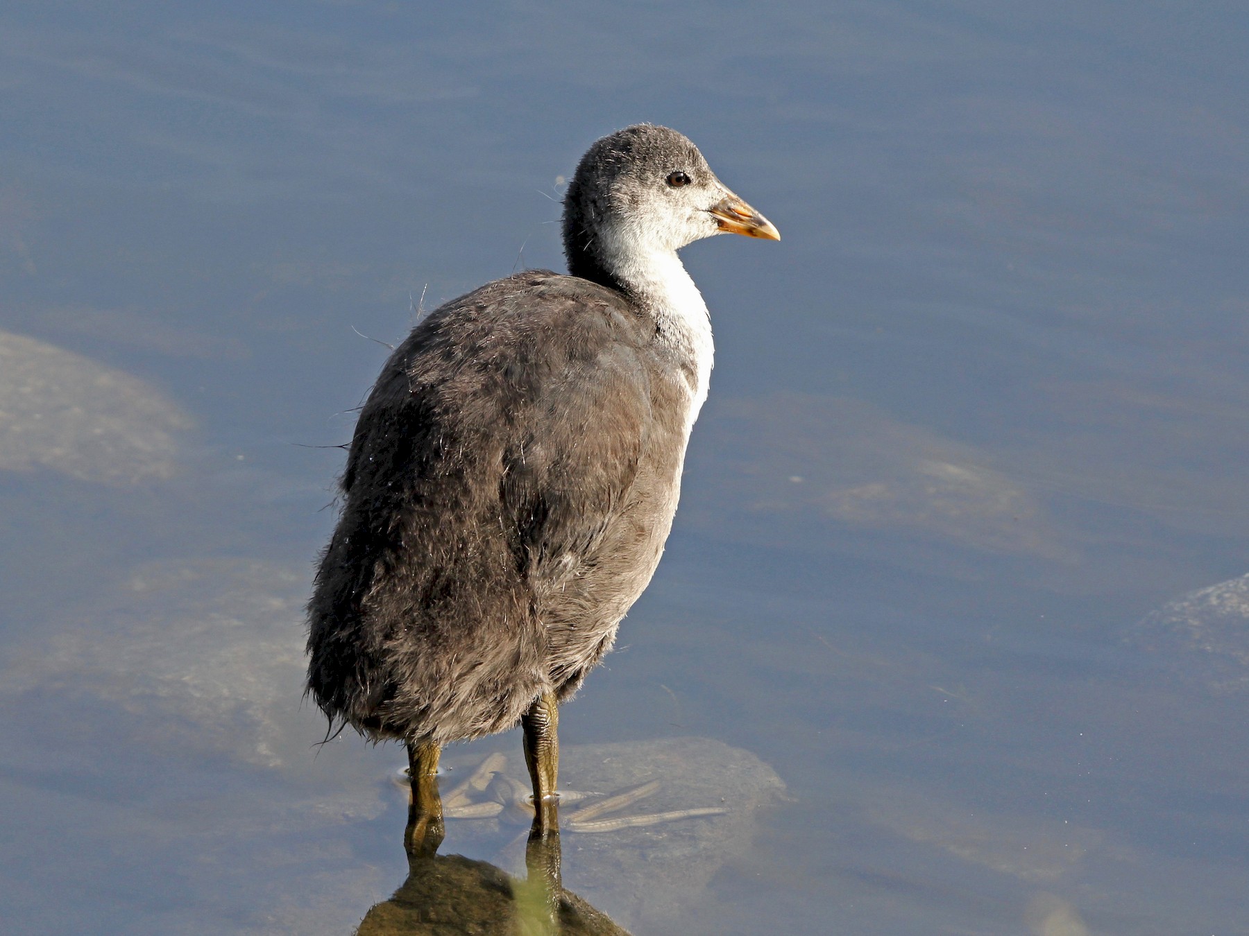 Eurasian Coot - eBird