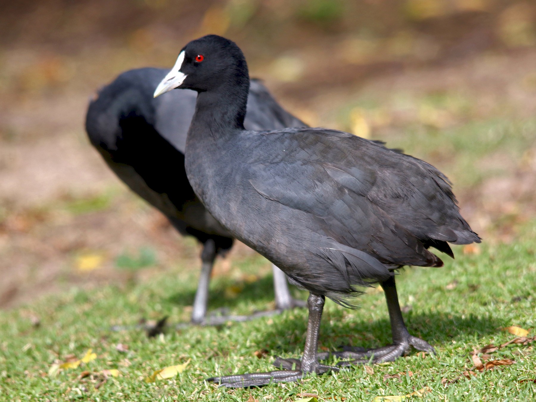 Eurasian Coot - eBird