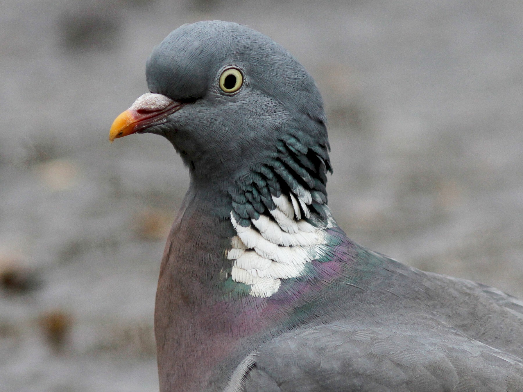 Common Wood-Pigeon - eBird