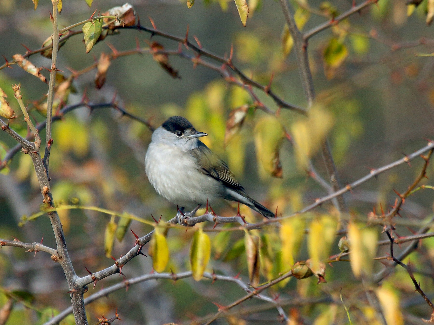 Eurasian Blackcap - eBird
