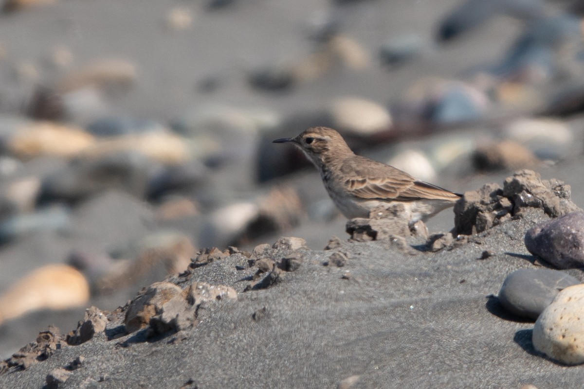 Common Miner (Central Chile) - eBird