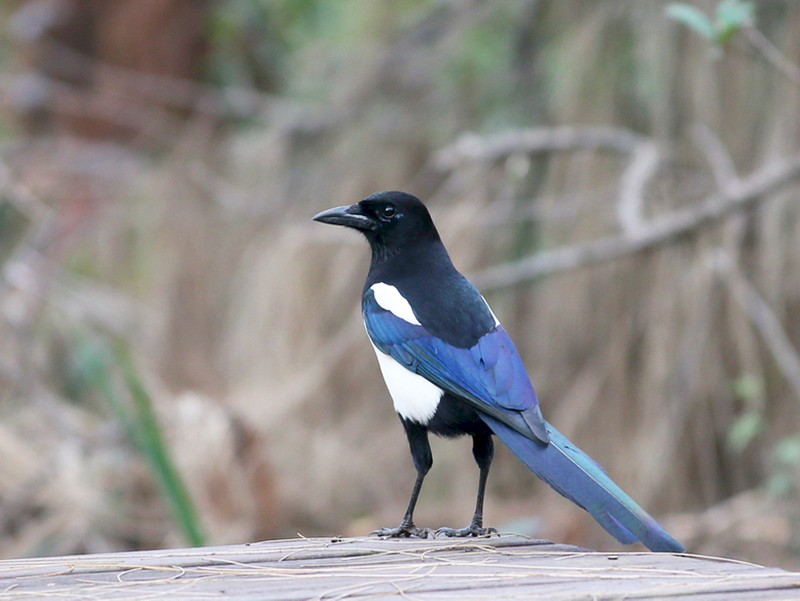 Oriental Magpie - eBird