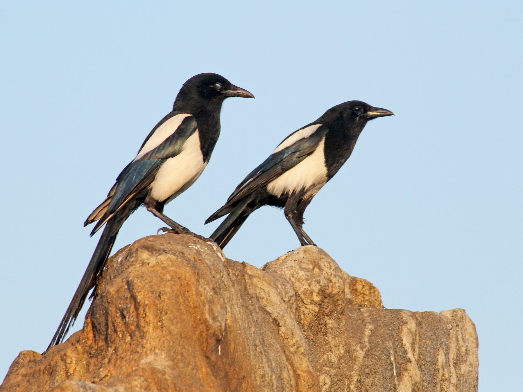 Oriental Magpie - eBird