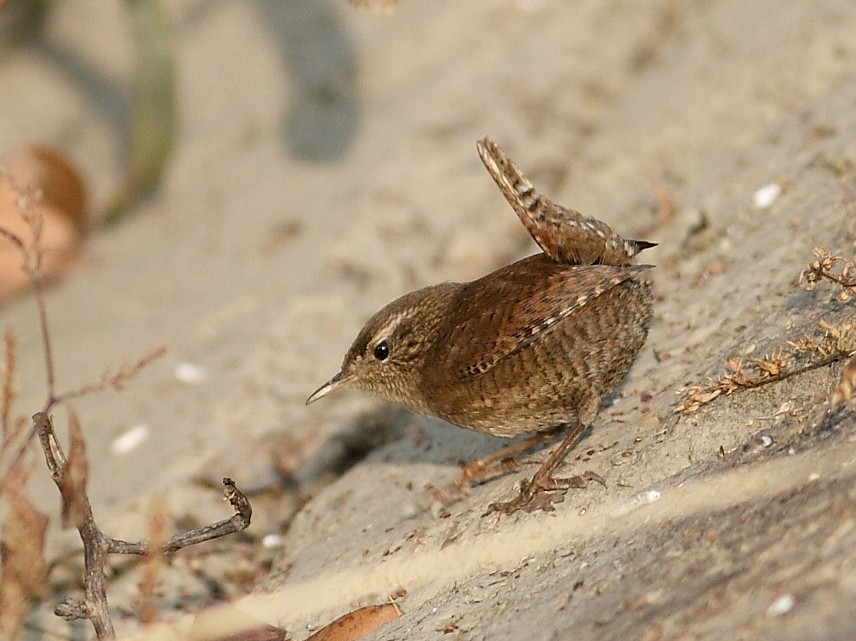Eurasian Wren - eBird