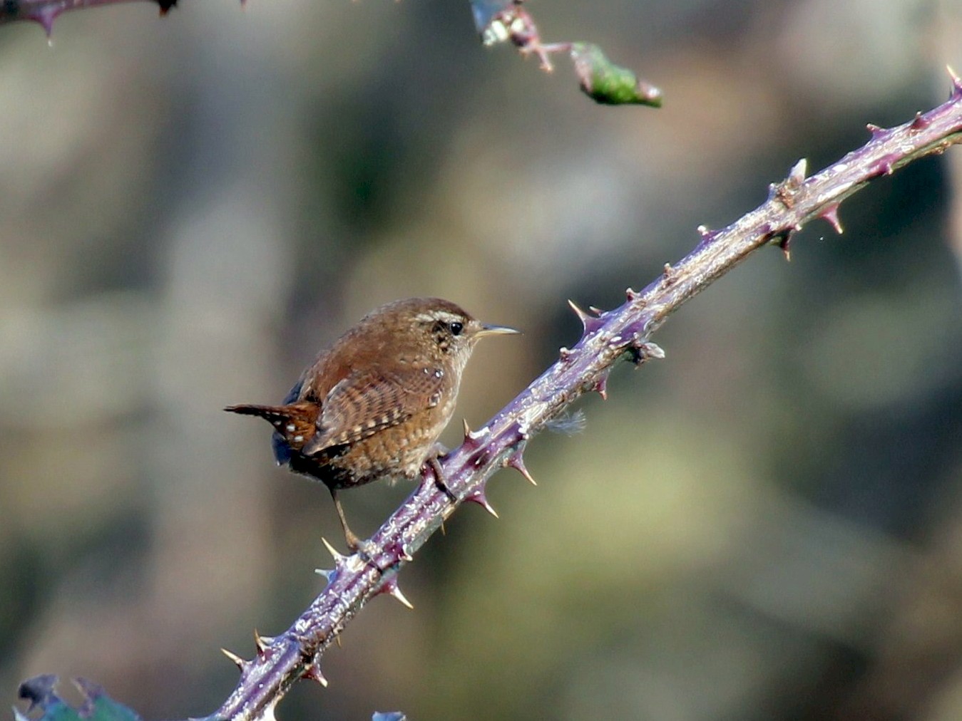 Eurasian Wren (Winter Wren) - eBird