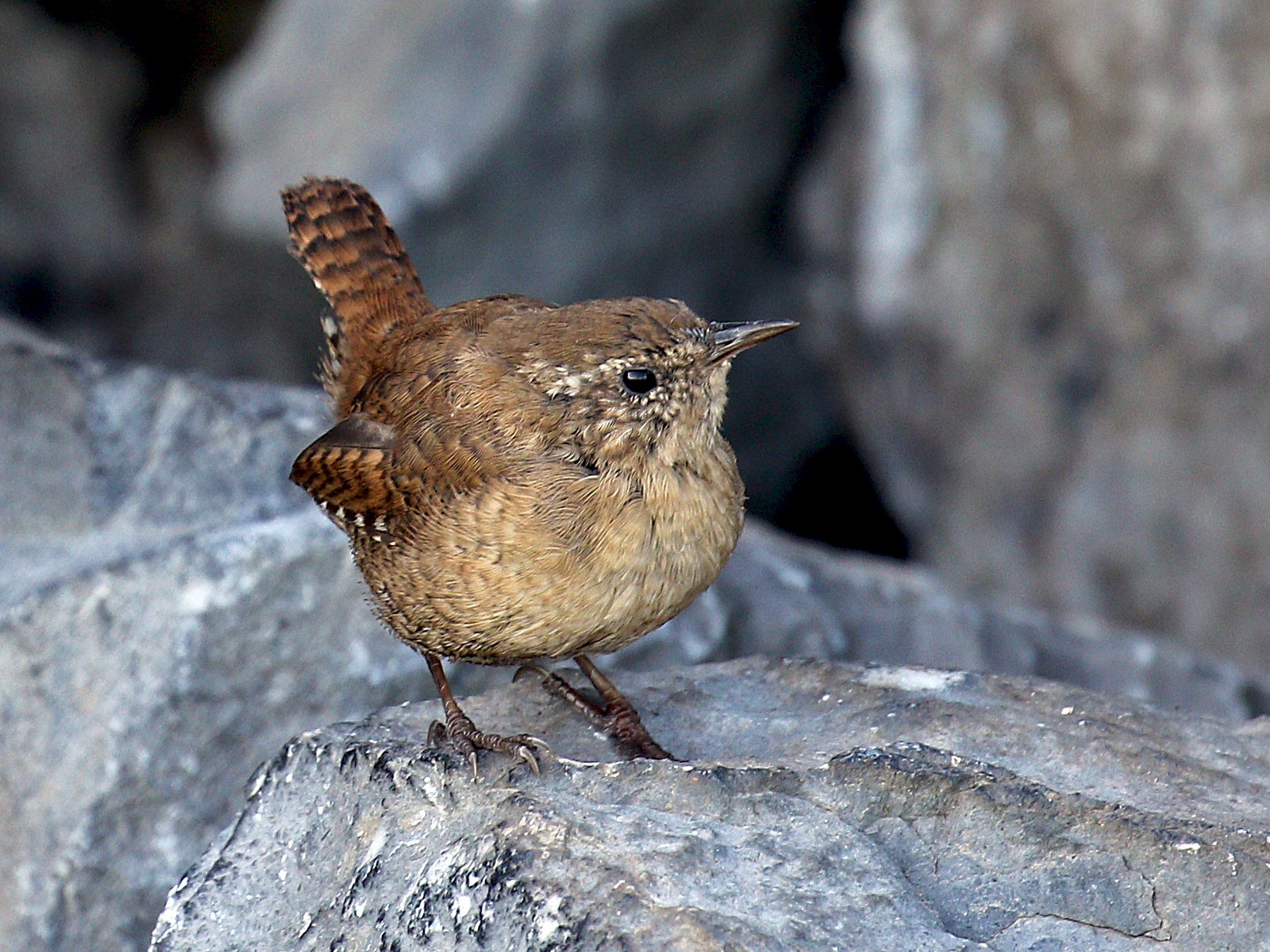 Eurasian Wren (Winter Wren) - eBird