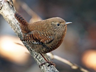 Eurasian Wren - Troglodytes troglodytes - Birds of the World