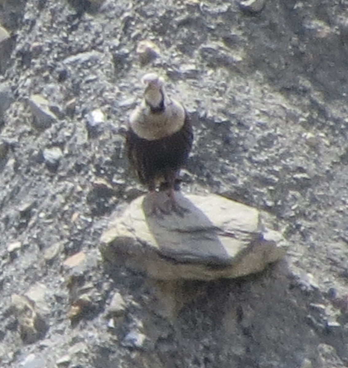 BCN Checklist - 22 Apr 2022 - Yak Kharka to Thorongla Phedi - 17 species