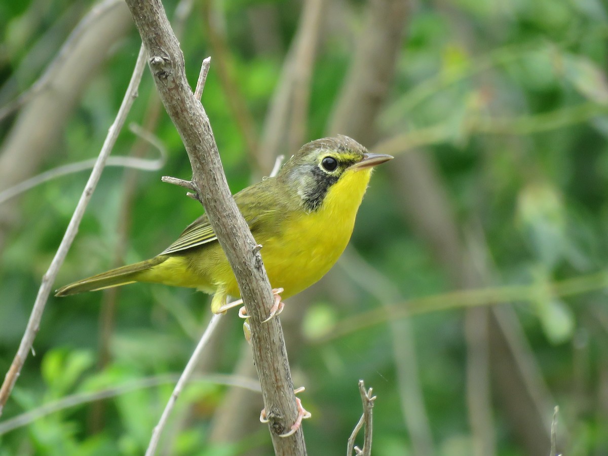 Kentucky Warbler x Common Yellowthroat (hybrid) - eBird