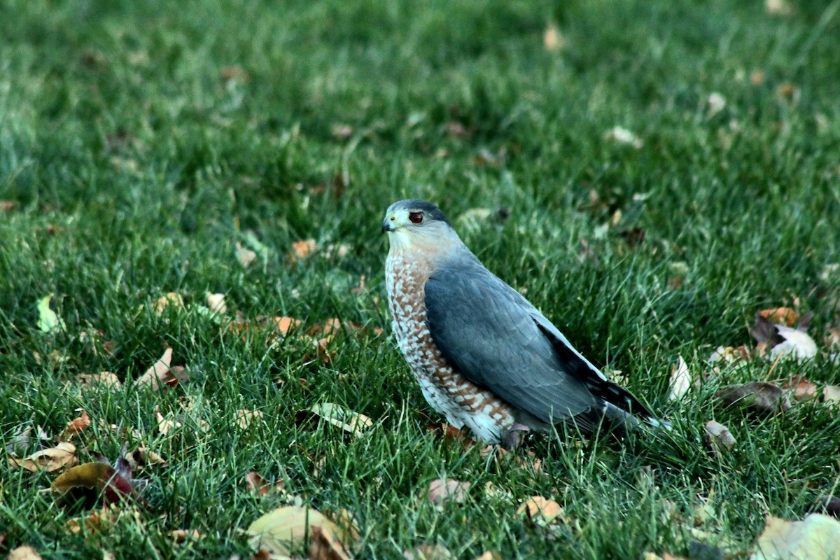 ML446265401 - Cooper's Hawk - Macaulay Library