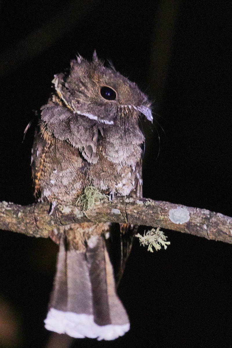 eBird Checklist - 7 May 2022 - Volcán del Ceboruco - 4 species
