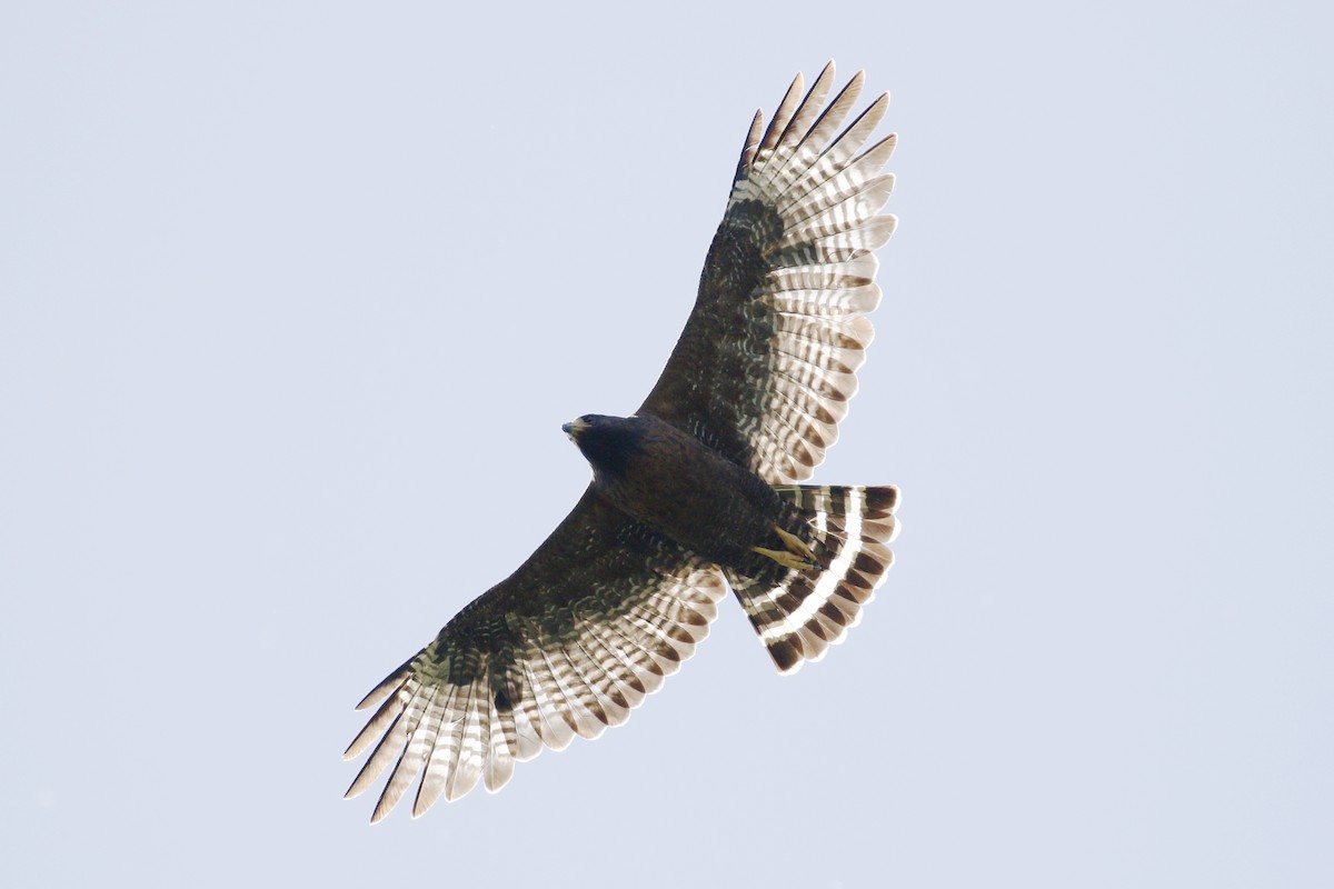 Common Black x Red-shouldered Hawk (hybrid) - eBird