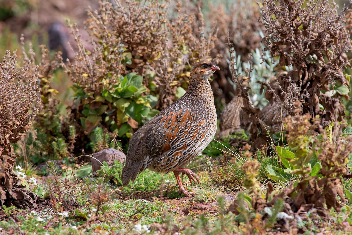 Chestnut-naped Spurfowl - Pternistis castaneicollis - Birds of the World