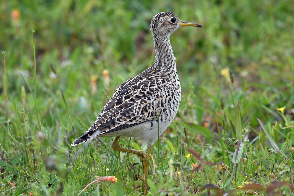 eBird Checklist - 11 Apr 2022 - Attwater Prairie Chicken NWR (CTC 004 ...