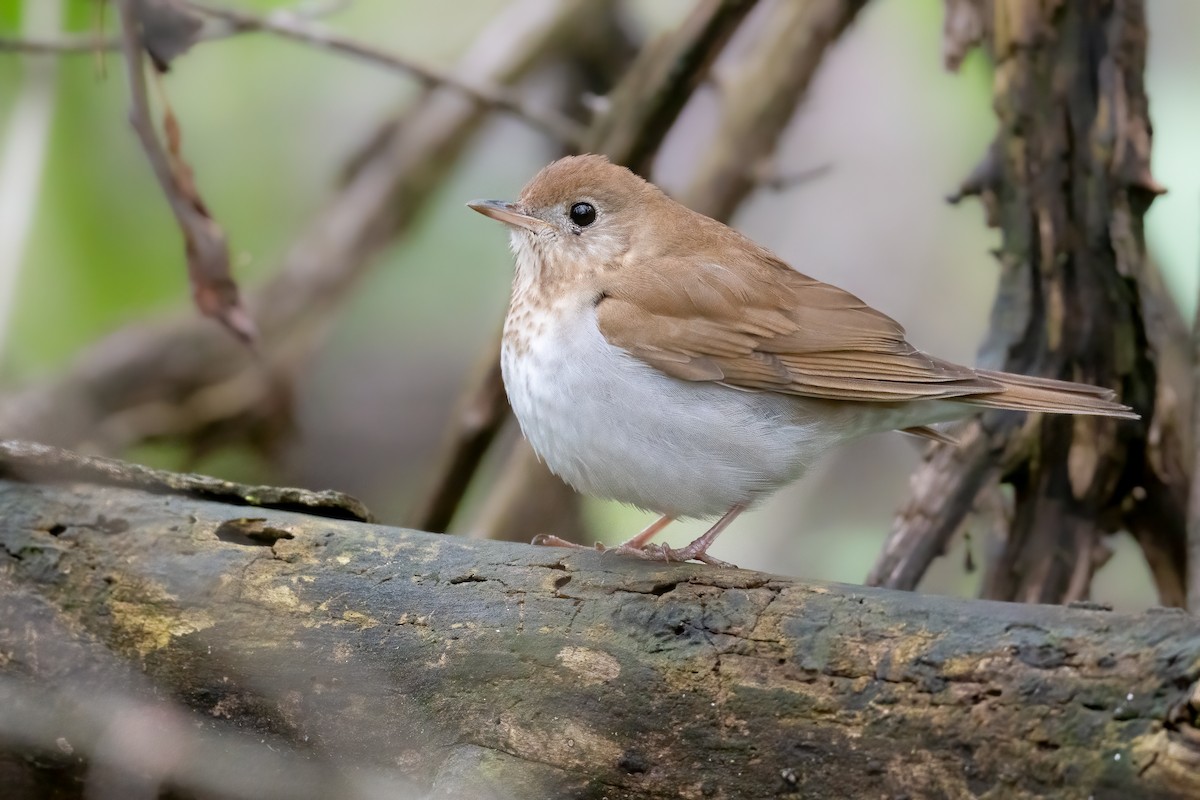 eBird Checklist - 4 May 2022 - Furstenberg Park - 26 species