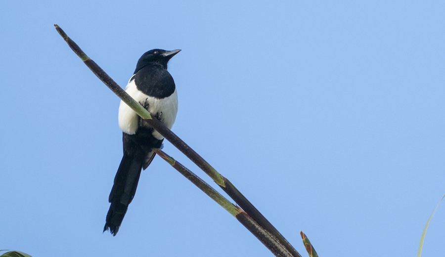 Pica sp. - eBird