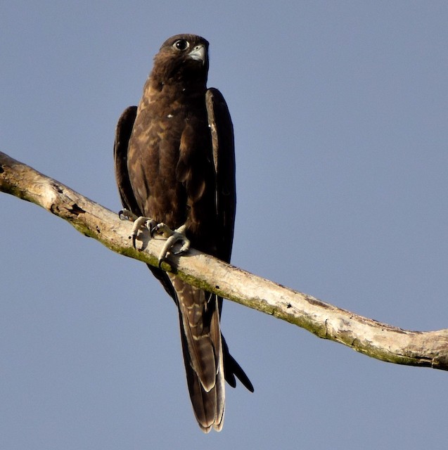 Photos - Black Falcon - Falco subniger - Birds of the World