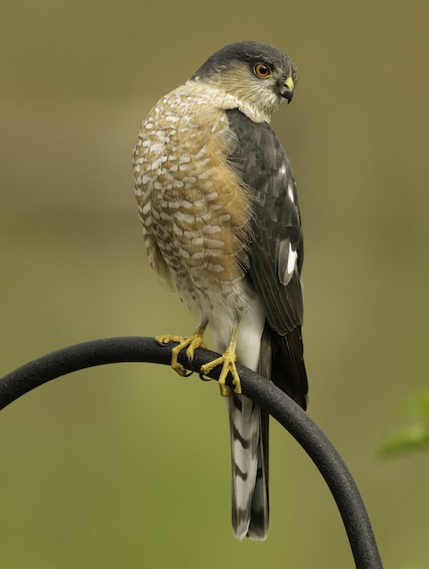 Sharp Shinned Hawk Male