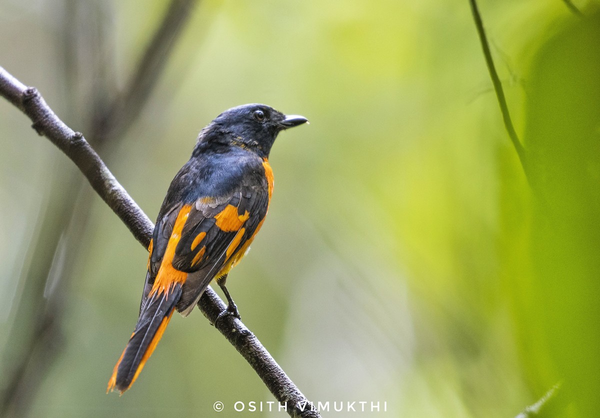 ML446969251 - Orange Minivet - Macaulay Library