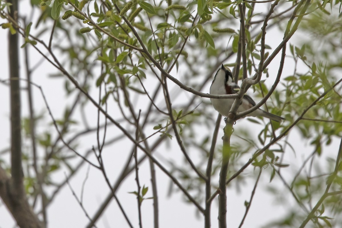 eBird Checklist - 11 May 2022 - Mormon Island SRA - 12 species