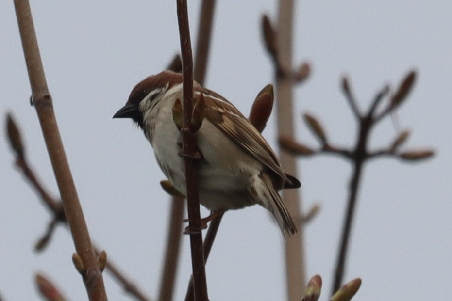 eBird Checklist - 11 May 2022 - Wind Point (Lighthouse and Shoop Park ...