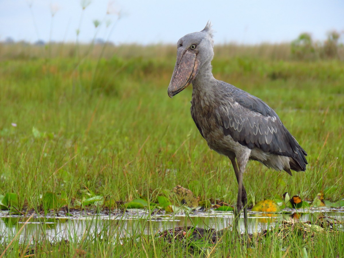 Shoebill - Balaeniceps rex - Birds of the World