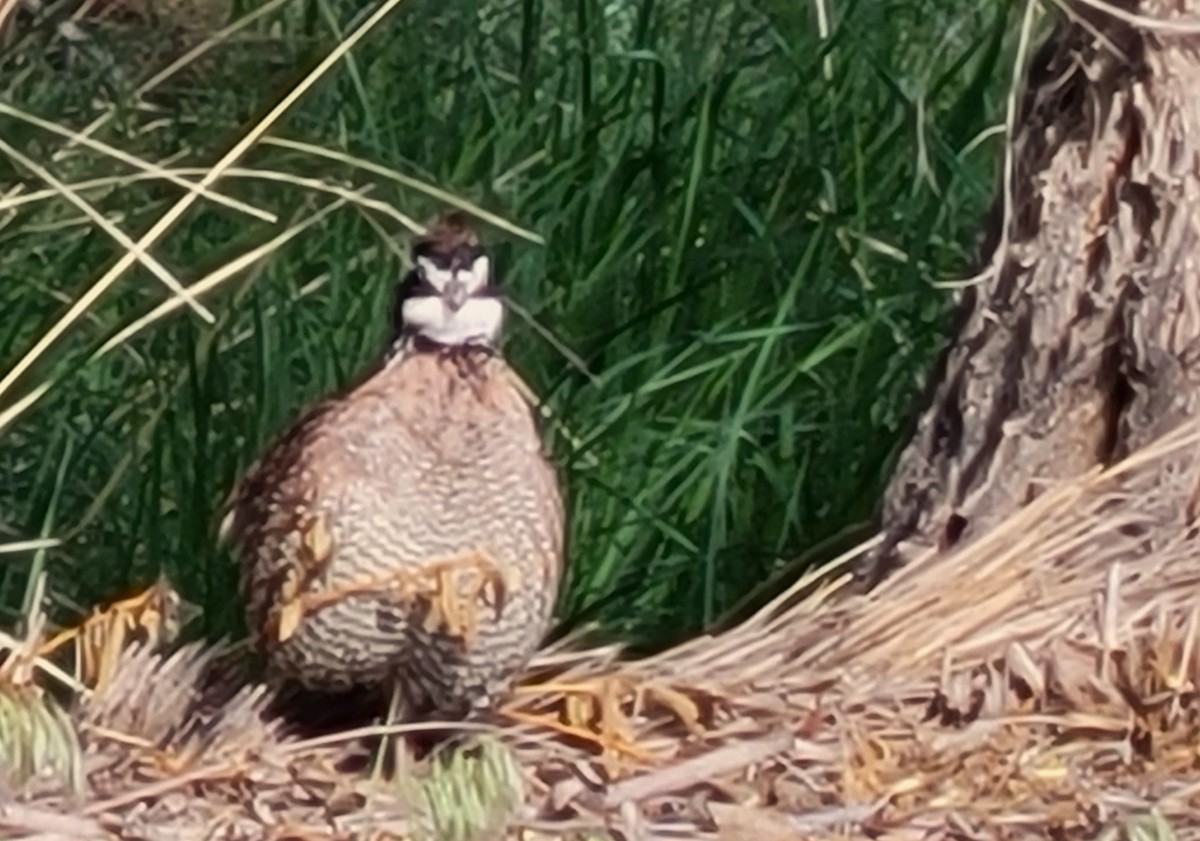 eBird Checklist - 11 May 2022 - Horsethief Canyon SWA - 45 species