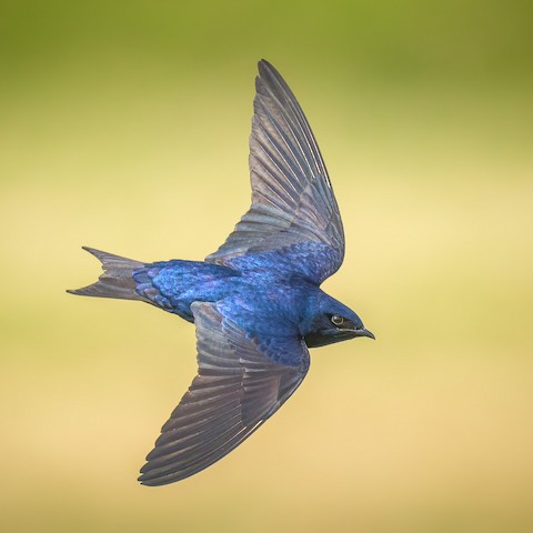 Purple Martin In Flight