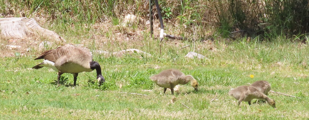 eBird Checklist - 11 May 2022 - Turtle Bay Bird Sanctuary - 53 species