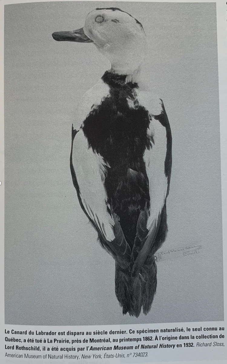 Labrador Duck - eBird