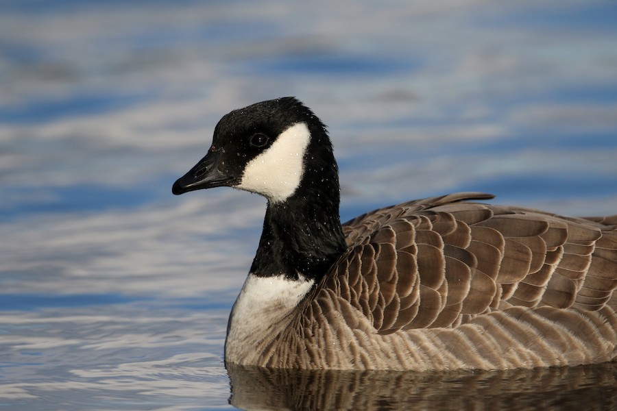 Cackling Goose (Richardson's) - eBird