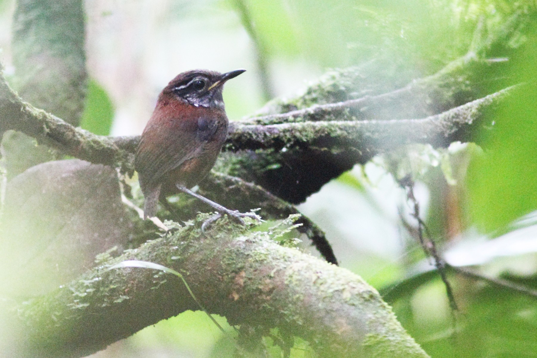 Saltapared Pecho Blanco (inornata/eucharis) - eBird