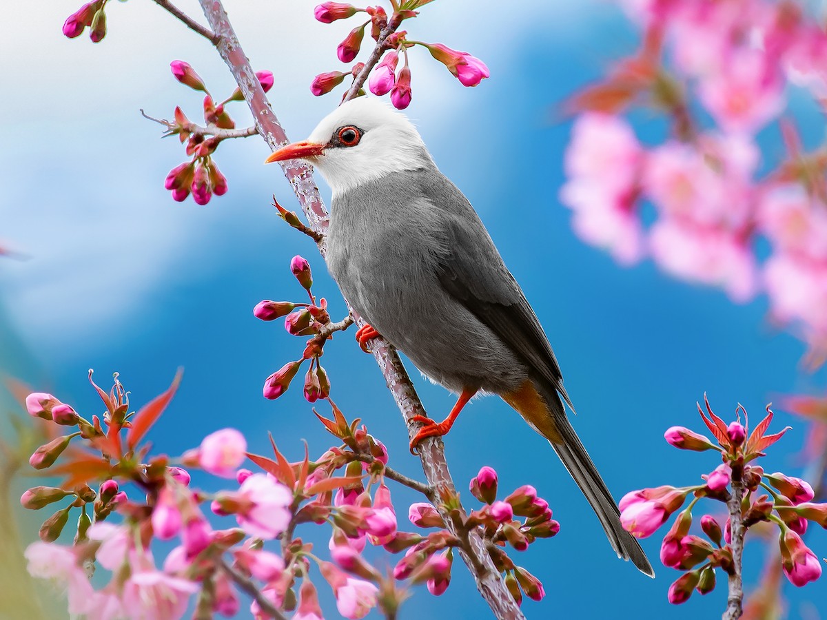 White-headed Bulbul - Hypsipetes thompsoni - Birds of the World