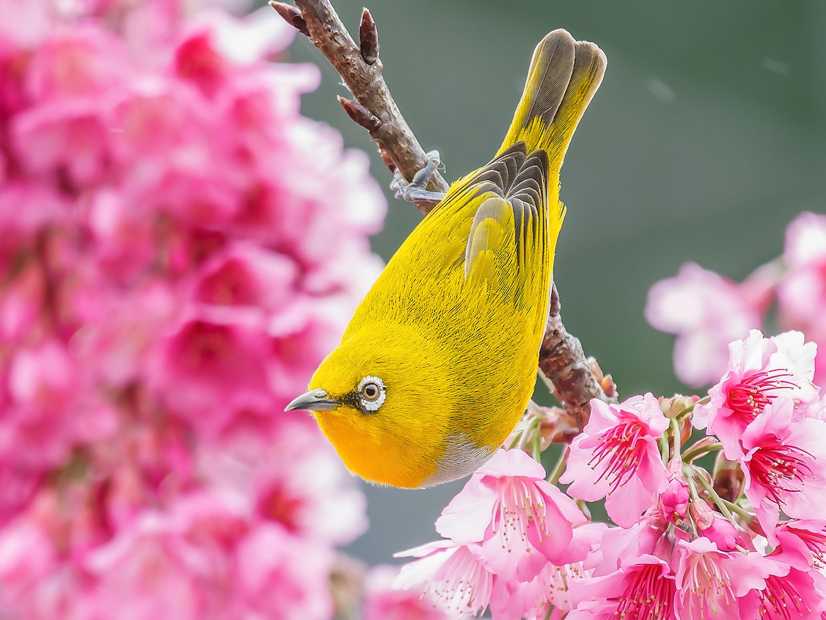 Indian White-eye - Zosterops palpebrosus - Birds of the World