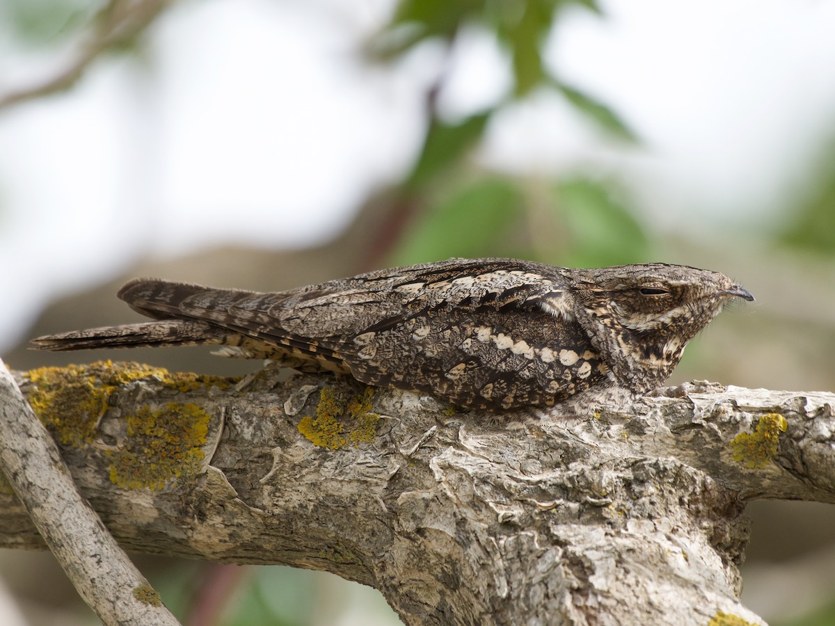 Eurasian Nightjar - Caprimulgus europaeus - Birds of the World