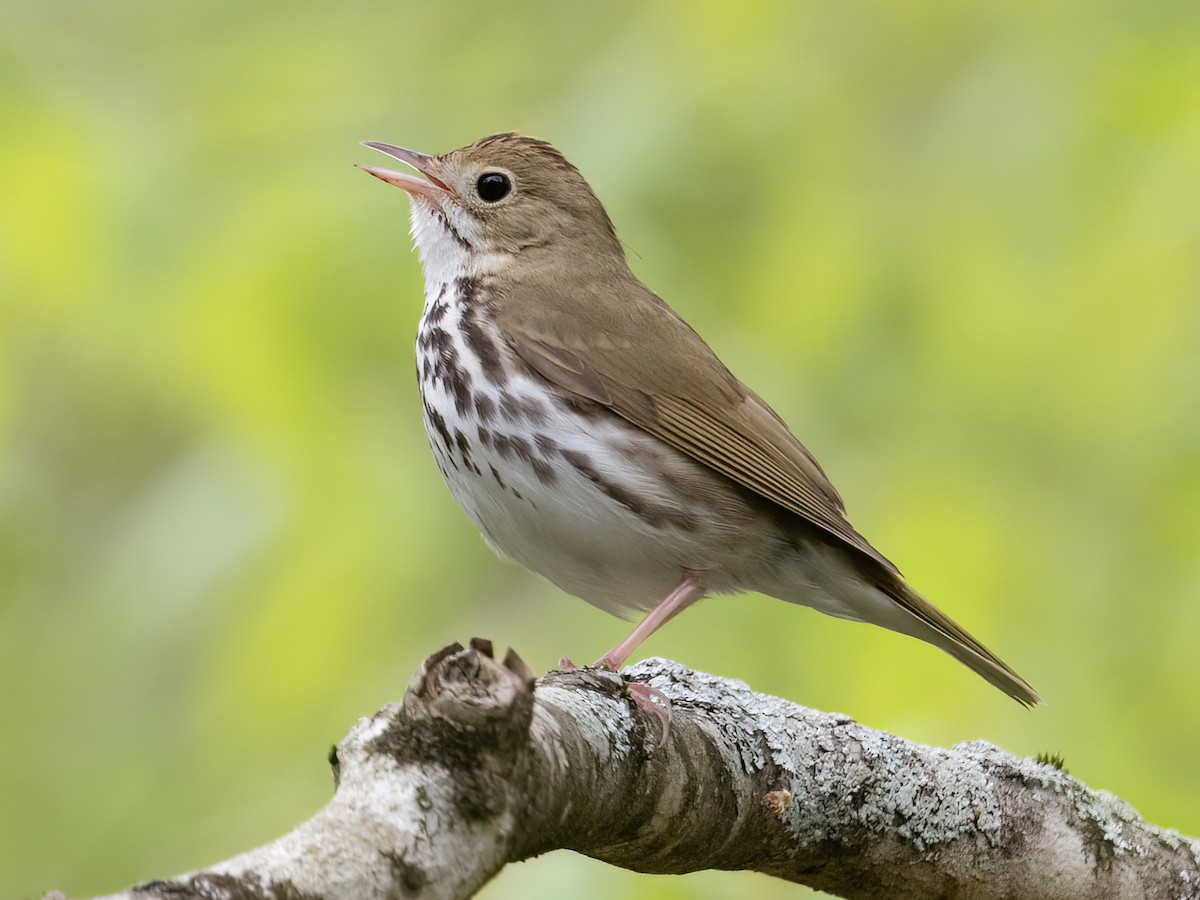 Ovenbird - Seiurus aurocapilla - Birds of the World