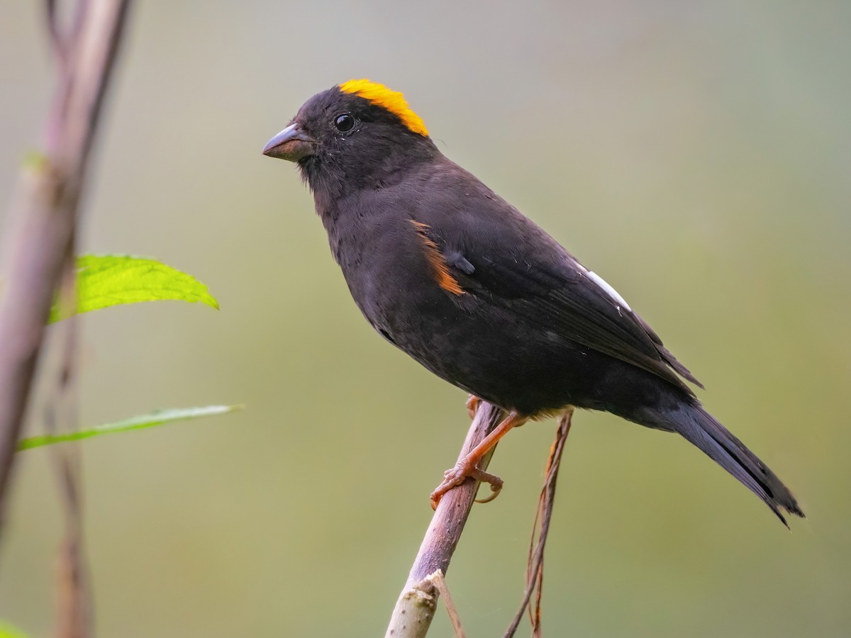 Gold-naped Finch - Pyrrhoplectes epauletta - Birds of the World